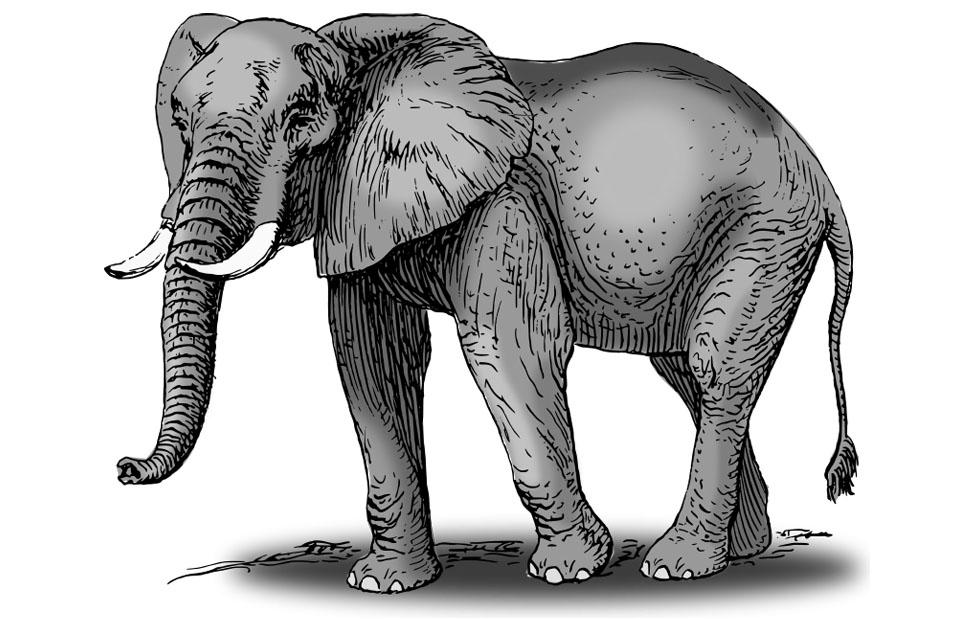 Bild av elefant – Skriv Ut Gratis Bilder – Bild 19990