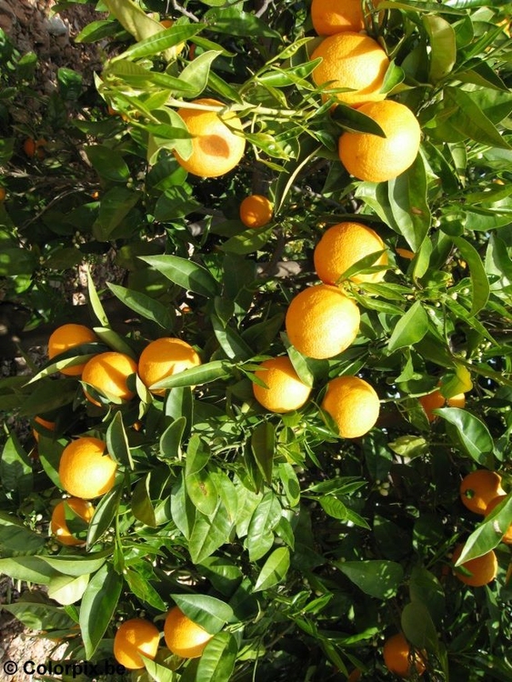 Foto apelsiner- Skriv Ut Gratis Bilder - Bild 5353