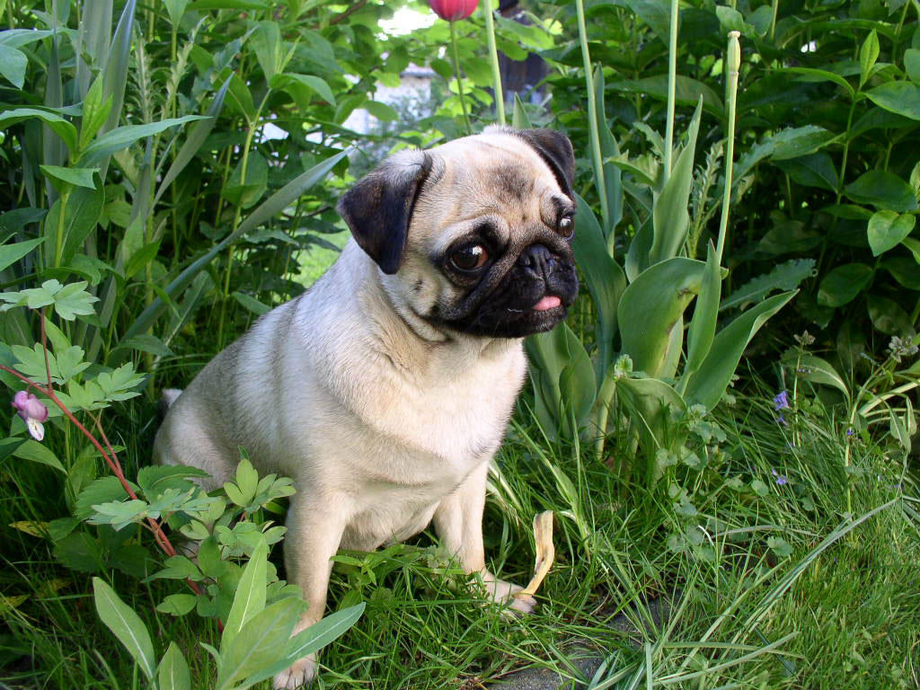 Foto av hund - mops – Skriv Ut Gratis Bilder – Bild 19548