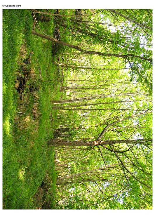 Foto av skog 2 – Skriv Ut Gratis Bilder – Bild 8395